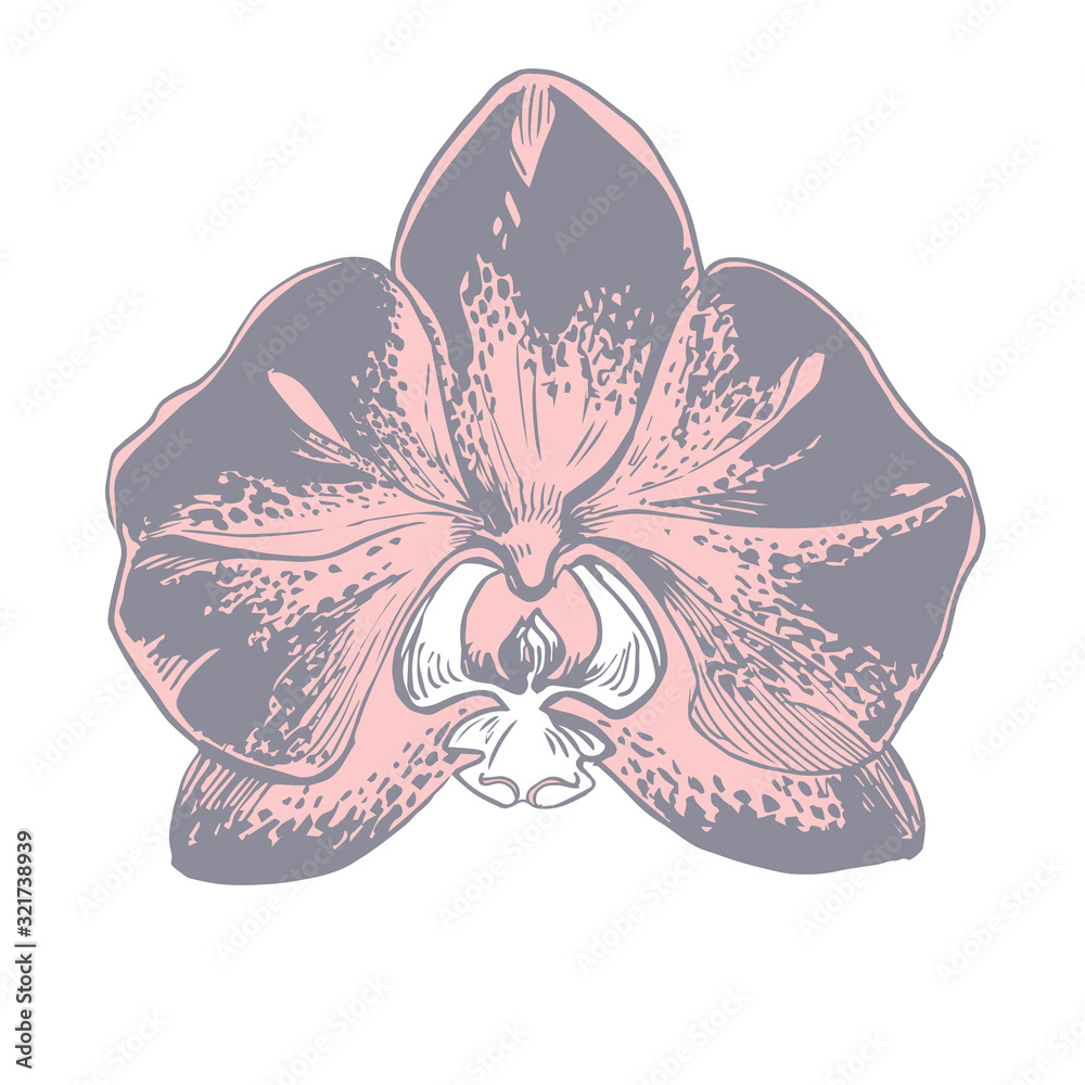 Cute spotty orchid flower isolated oh white bacground. Hand drawn ...