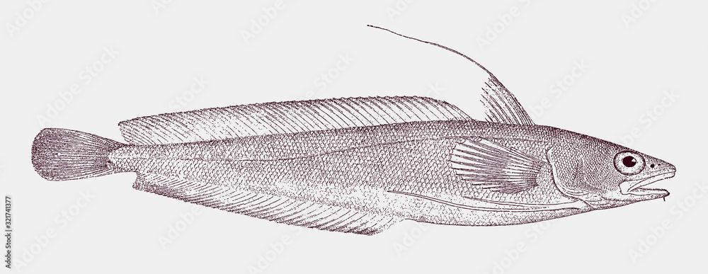 Squirrel hake, urophycis chuss, a fish from the Northwest Atlantic ...