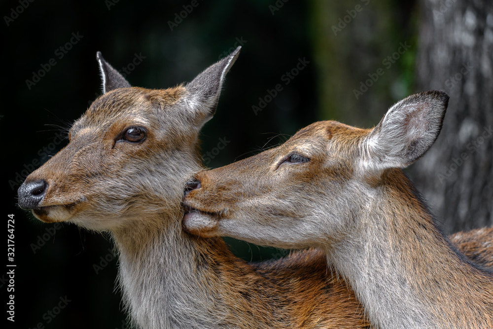 two female sika deer cuddling and kissing together Stock Photo | Adobe ...