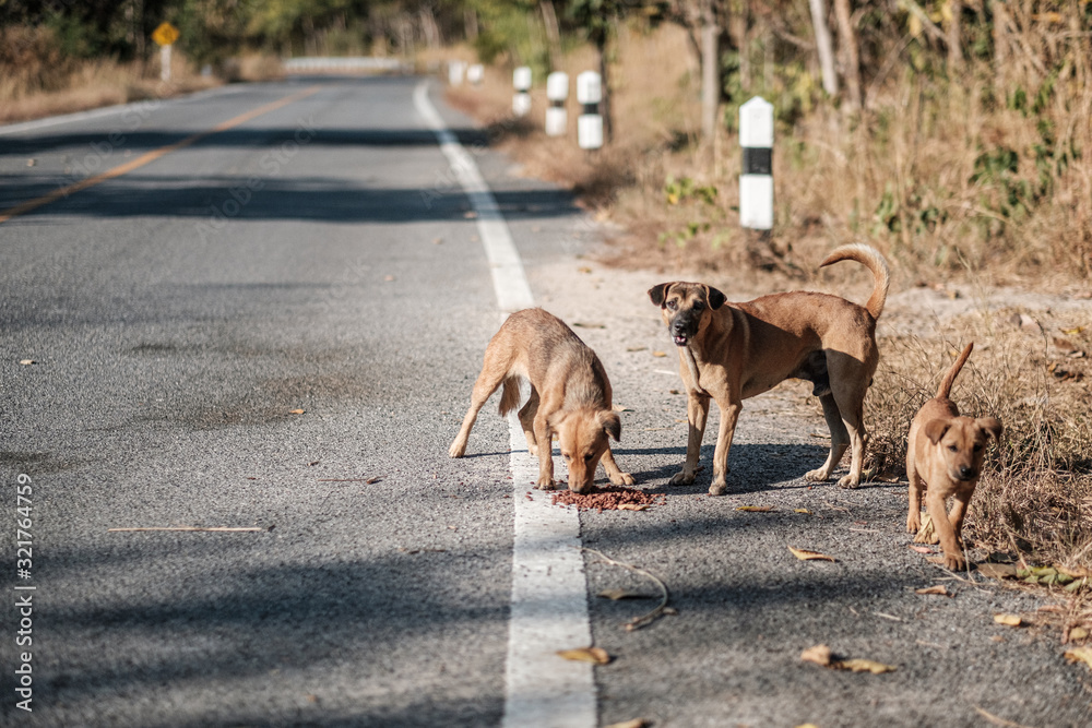 Stray dogs live on the roads in the forest Stock Photo | Adobe Stock