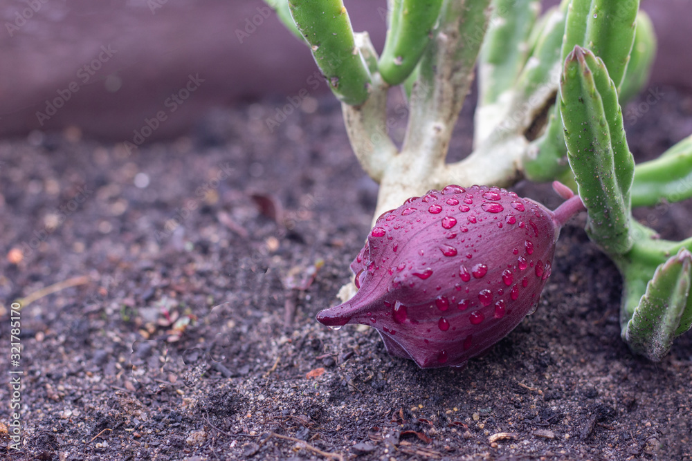 deep purple african star flower Stock Photo | Adobe Stock