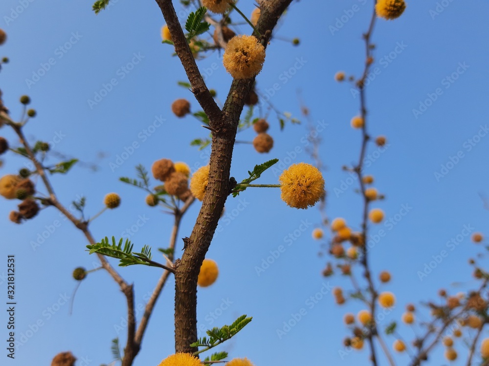 Egyptian Thorn Tree