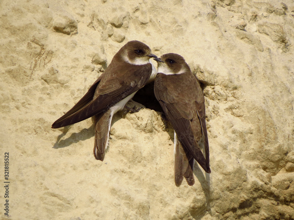 Sand martin (Riparia riparia) in natural habitat on the nest, nesting ...