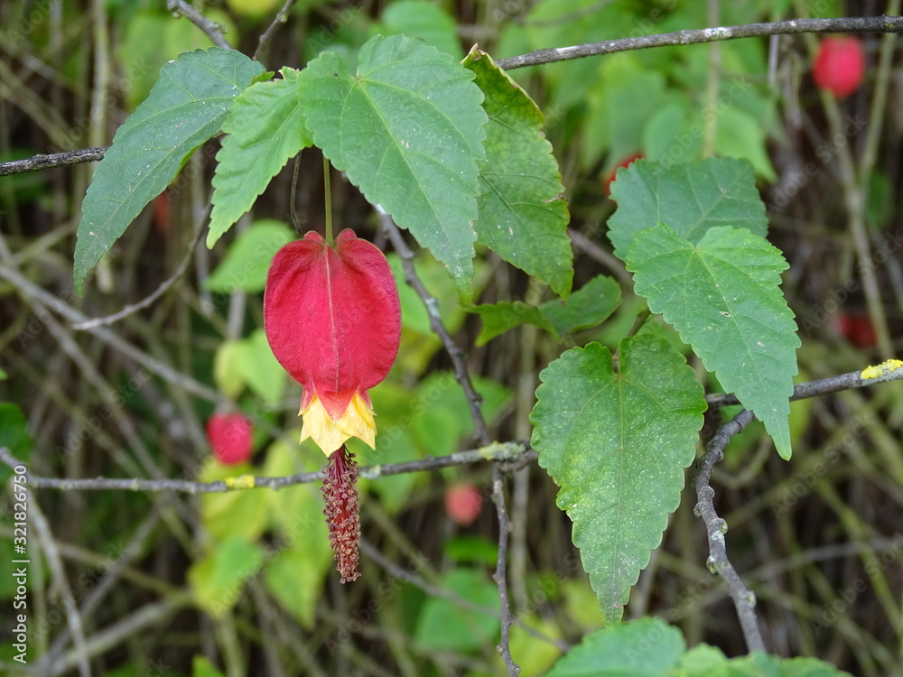 PLANTA LINTERNA JAPONESA (ABUTILON MEGAPOTAMICUM) CON FLORES Y HOJAS ...