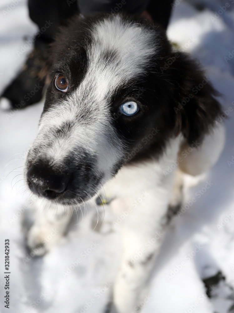 Dog with heterochromia, different colored eyes on sunlight Stock Photo ...