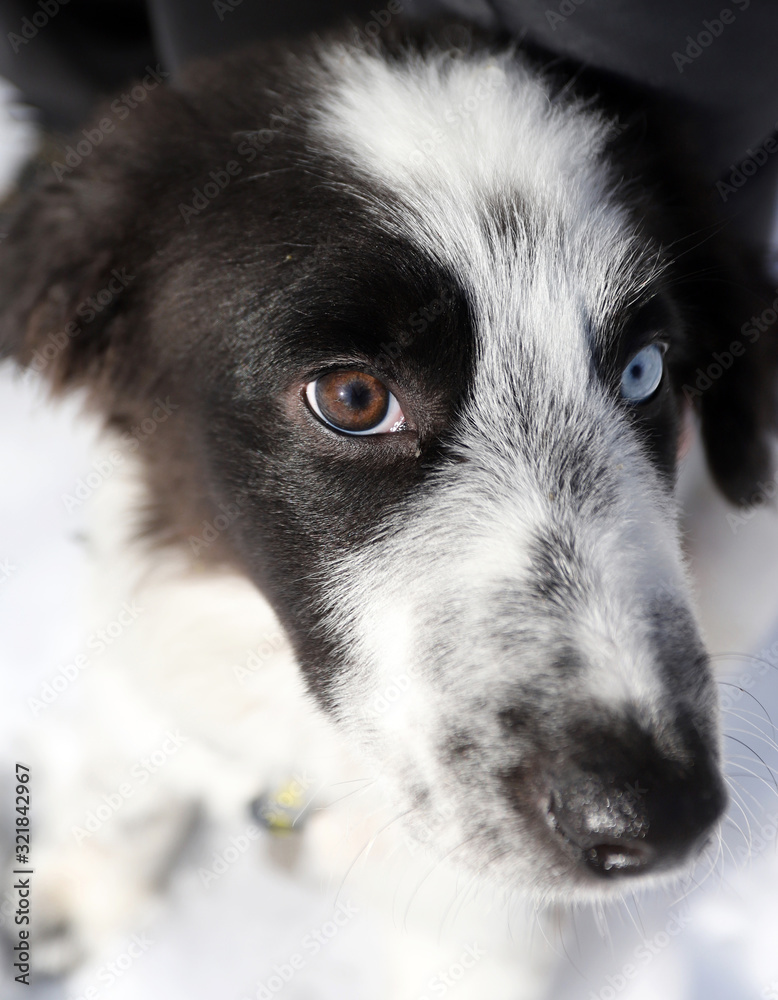 Dog with heterochromia, different colored eyes on sunlight Stock Photo ...