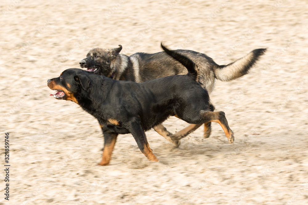 Duitse herder pup speelt met rottweiler in de duinen Stock Photo ...