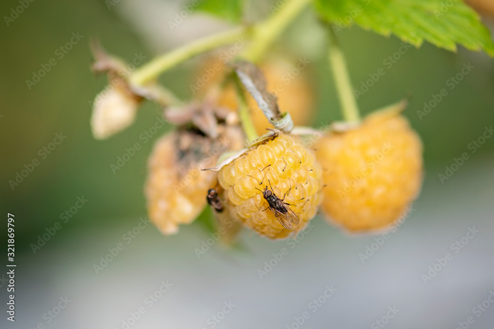 Insect on ripe yellow raspberry bush close-up. Raspberry bush in a ...