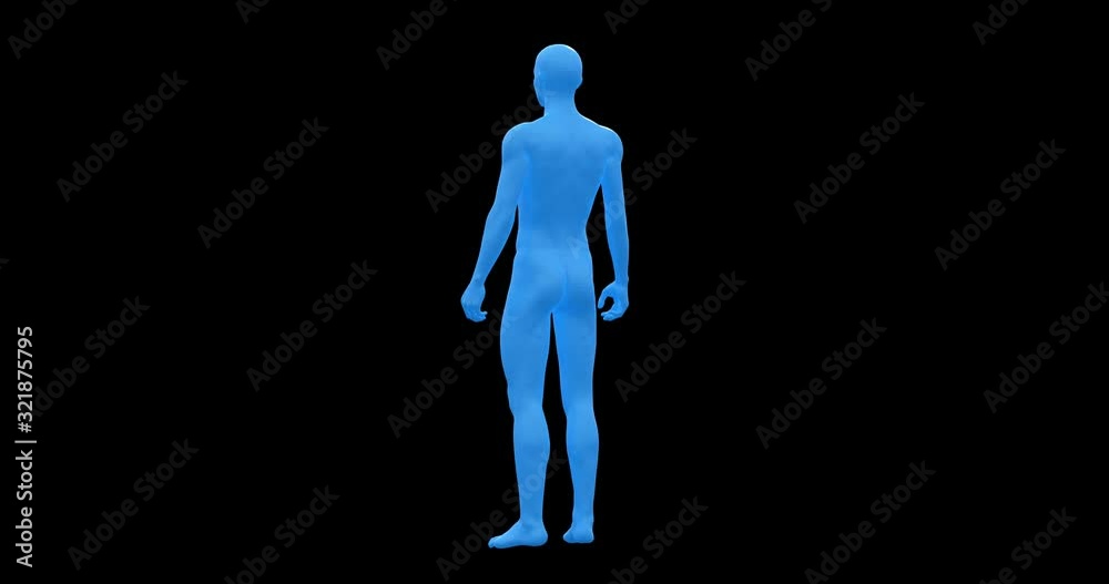 Man, Male Body 3D Wireframe Model, Seamless Loop, Transparent with ...