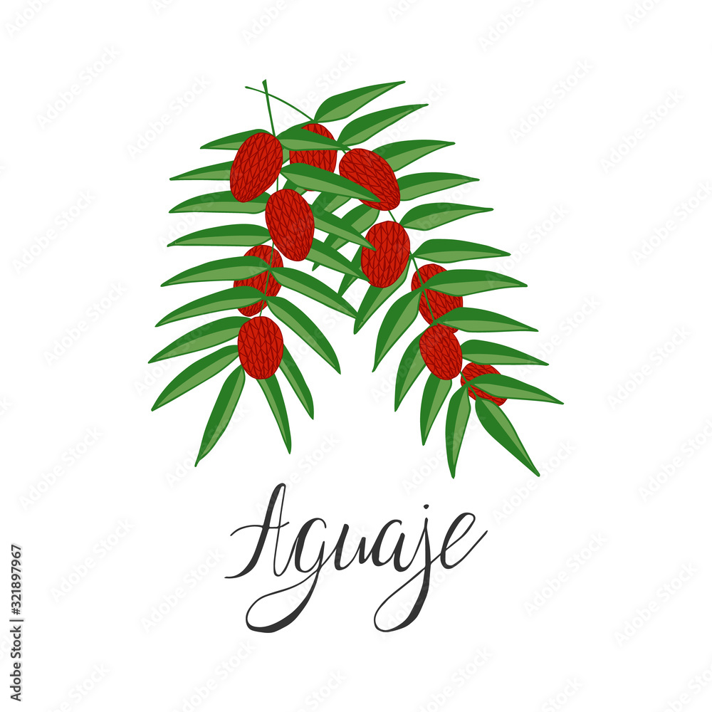 Aguaje branch with lettering on white background. Hand drawn poster ...