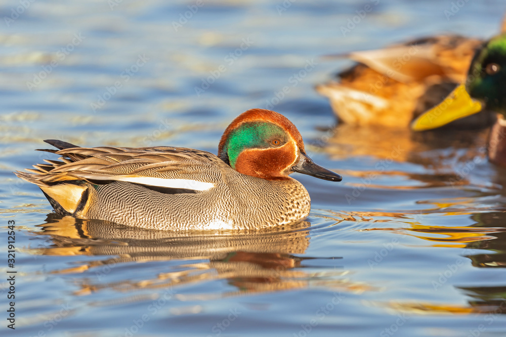 The Eurasian teal, common teal (Anas crecca) is a common and widespread ...