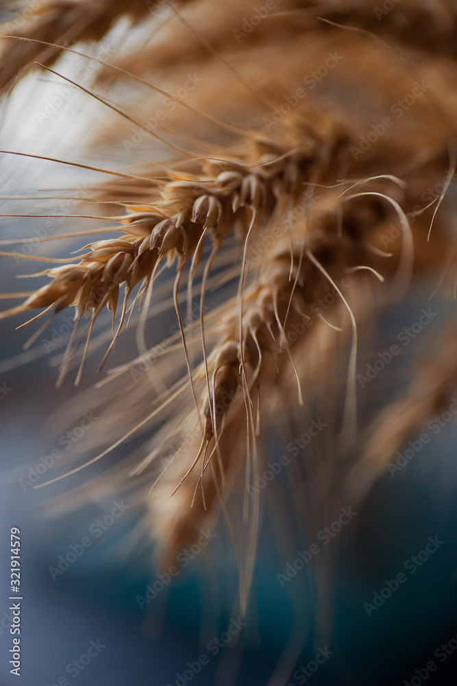 Wheat rye spike dry macro close-up. Grain seeds agriculture. Flour ...