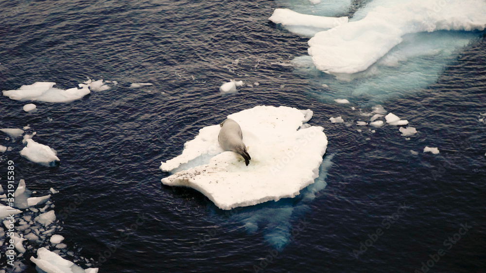 Arctic seals resting on a floating ice shelf in the ocean in Antarctica ...