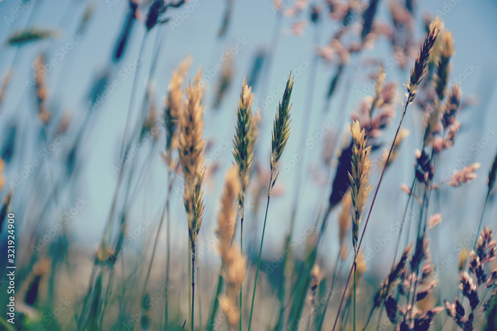 Lovely tall summer grasses blowing in the breeze on a hot sunny day ...