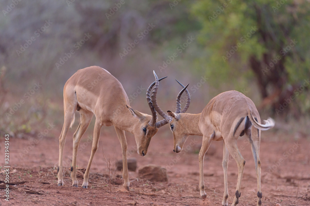 Impala ram figting during root, male impala fight for territory duel ...