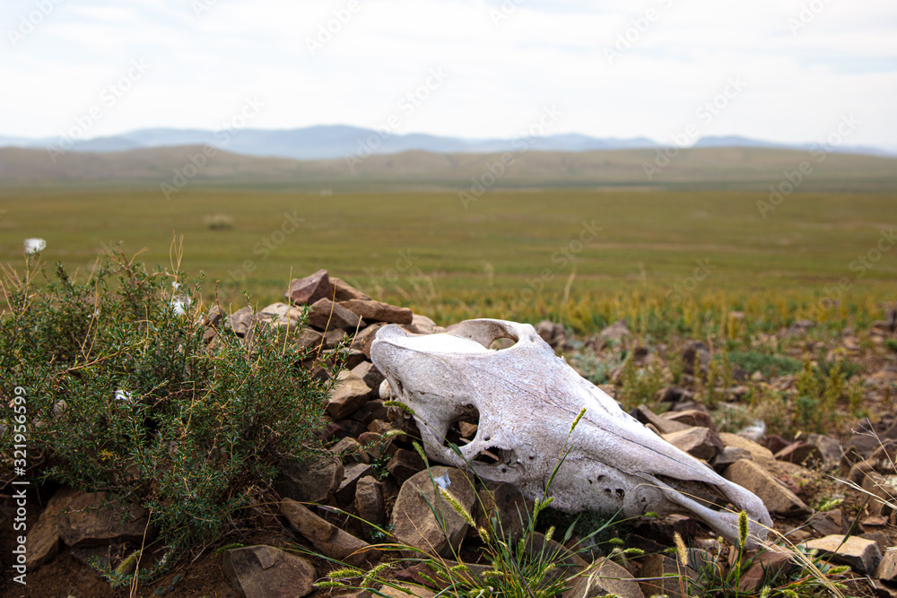 A shrine somewhere in the landscape of Mongolia. A skull of a cow on a ...