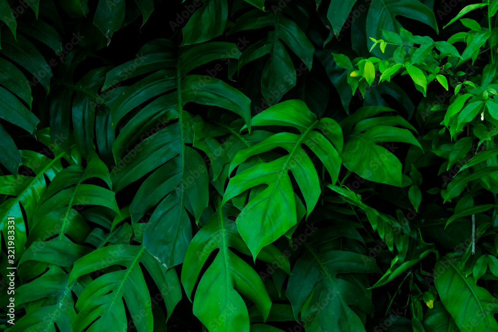 Dark Green Nature Wallpaper Hd