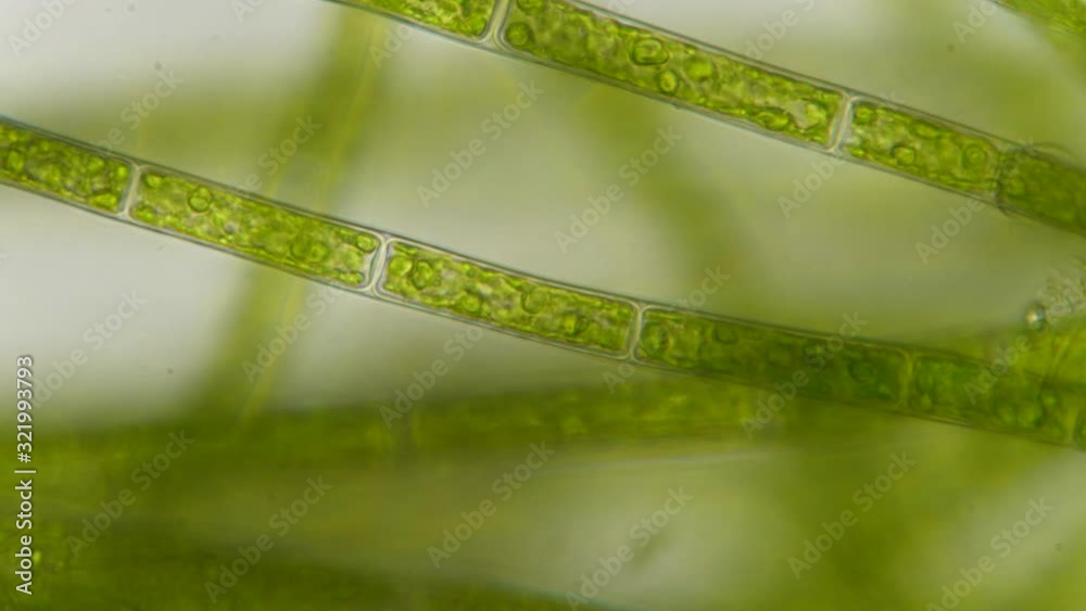 Chloroplast under a microscope. Cell division. Cell structure. Cell ...