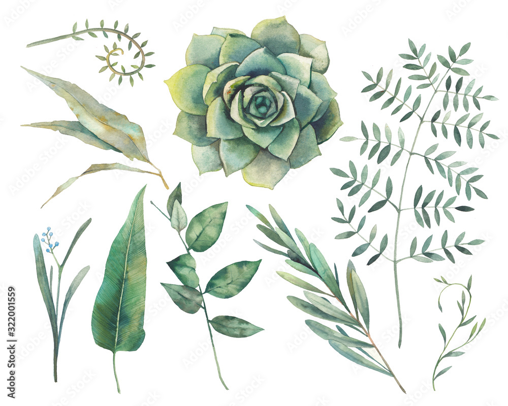 Watercolor eucalyptus, succulent and various plants set. Hand painted ...