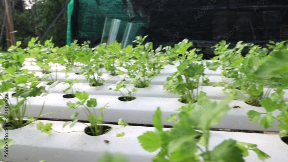Hydroponic little celery cutivating vegetable nursery table, gardening ...