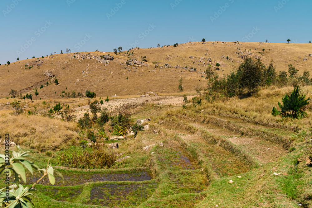 Dry rice fields landscape after harvesting in Antananarivo, Madagascar ...