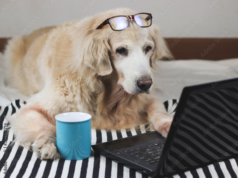 Dog Computer Glasses