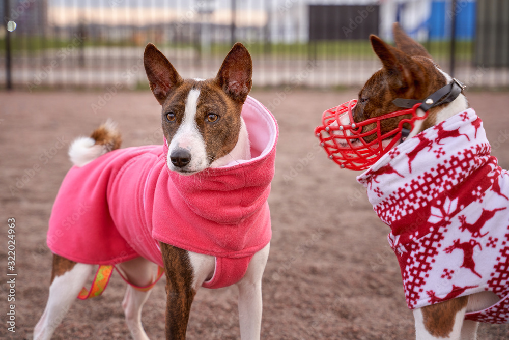 Basenji or African flying dog as well as Congolese Bush, forest, Congo ...