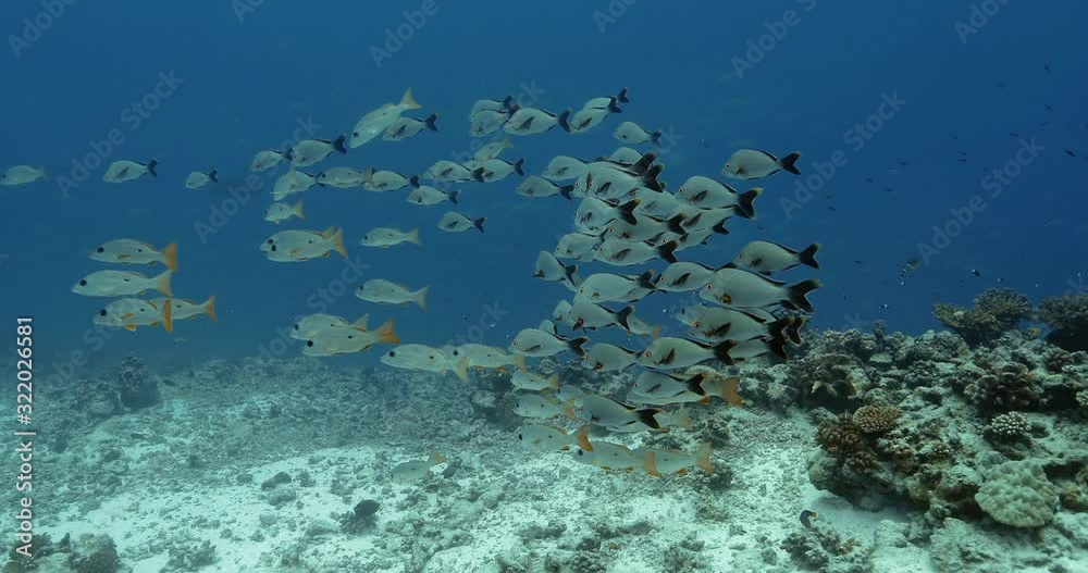 Maori Snapper fish and one spot snapper fish in the Pacific Ocean ...