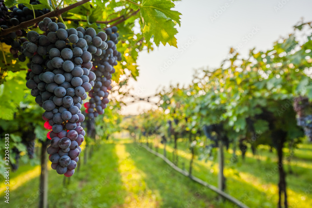grape harvest Italy Stock Photo | Adobe Stock