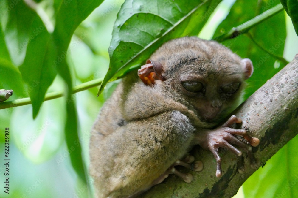 Tarsier Sleeping