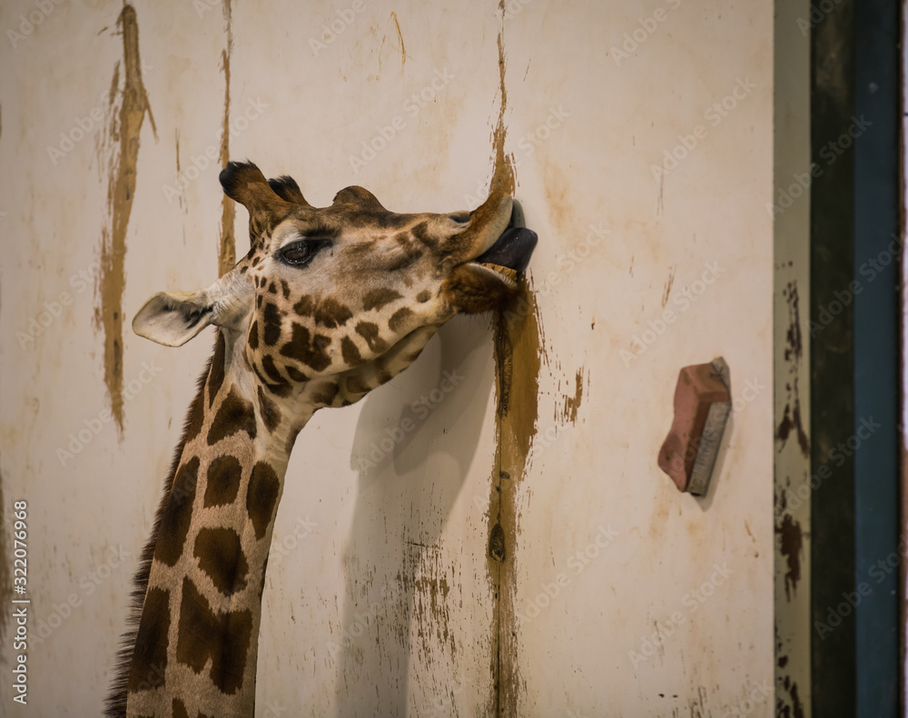 Dark image of a long neck giraffe inside a zoo housing kept and coupled ...