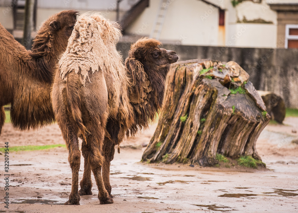 Bactrian camels in Blackpool zoo that are also hairy camel in a pen ...
