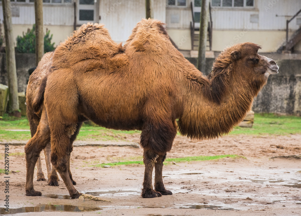 Bactrian camels in Blackpool zoo that are also hairy camel in a pen ...