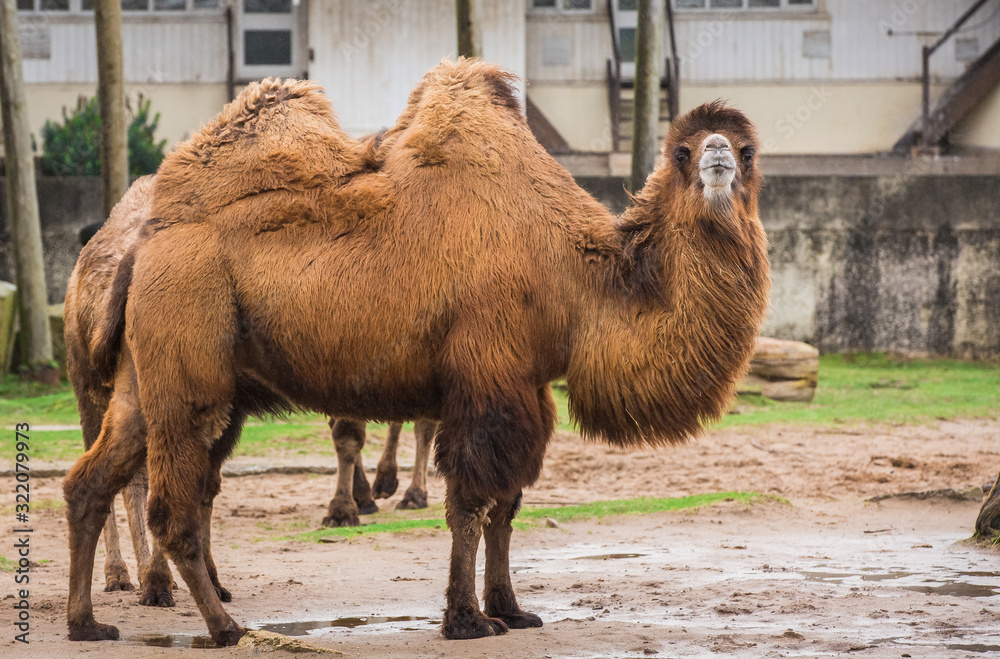 Foto de Bactrian camels in Blackpool zoo that are also hairy camel in a ...