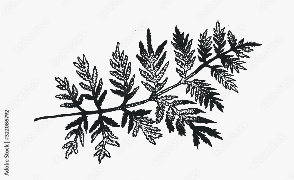 Fern hand drawn ink illustrations set. Two vector fern plants on an ...