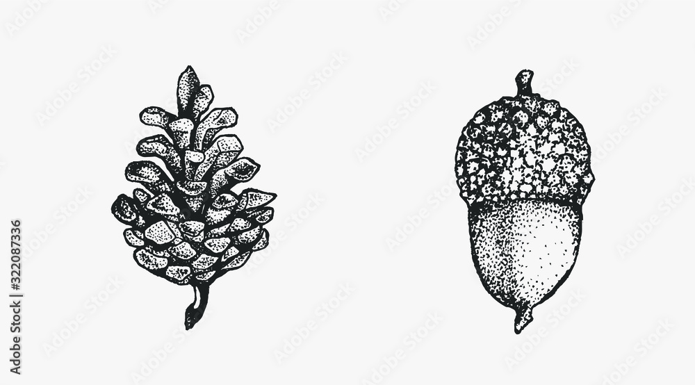 Acorn and pinecone hand drawn isolated illustration set. Tree seeds ...