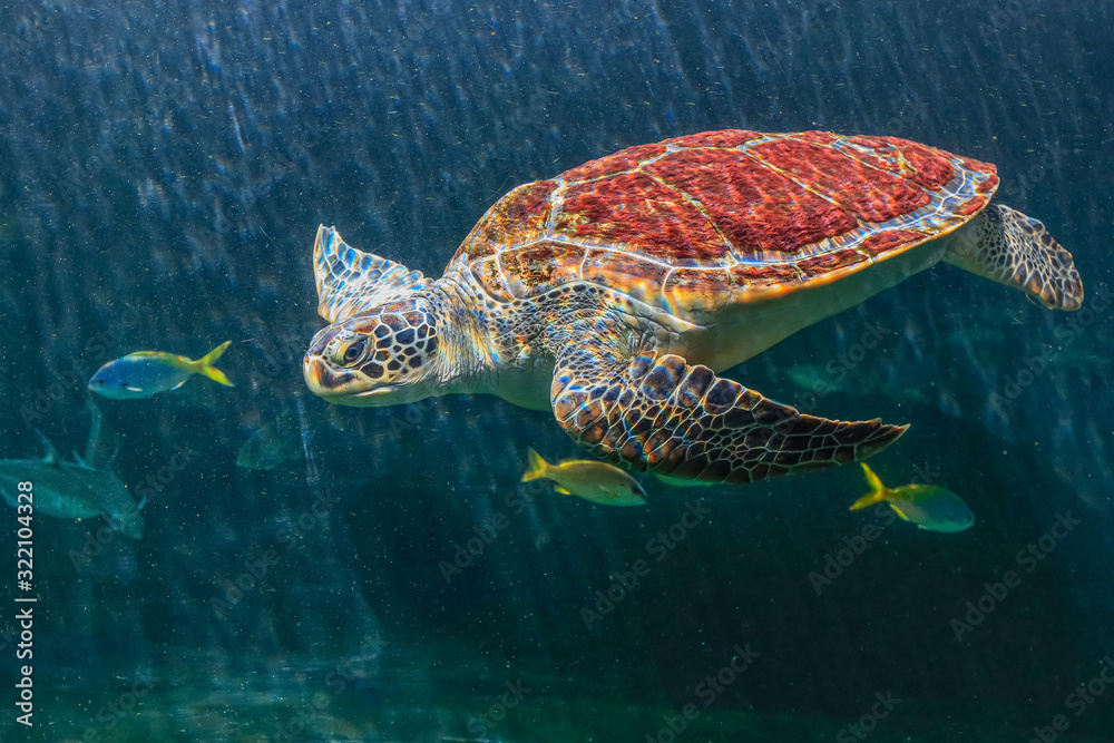 Sea turtles in an aquarium are swimming Stock Photo | Adobe Stock