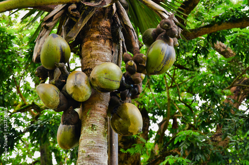 Very rare specie of coconut Mahe Island, Seychelles. Stock Photo ...