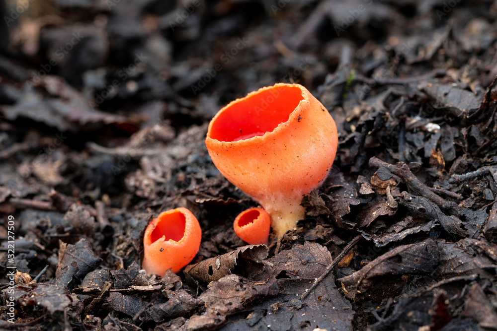 Sarcoscypha coccinea, commonly known as Scarlet fish, which grows on ...