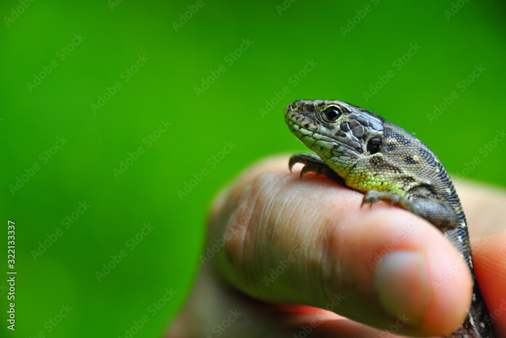 Detail photo of lizard in human hand with green background. Summer time ...