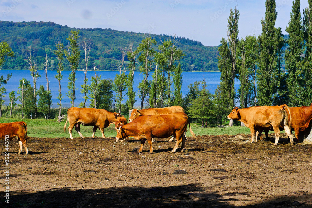 Rinderherde am Laacher See in der Eifel Stock Photo | Adobe Stock