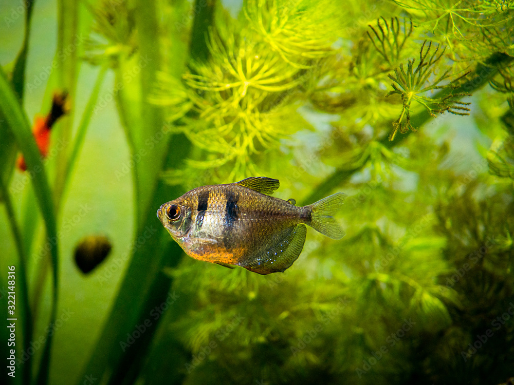 Male Female Black Skirt Tetra Gender Identification at Chelsea Fick blog