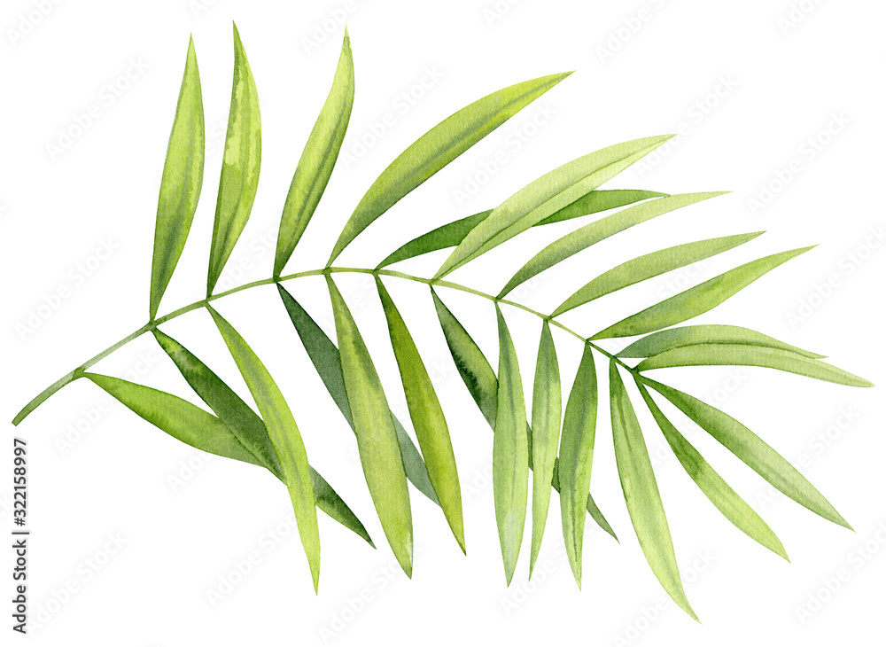 Watercolor illustration. Sprig of a palm tree on a white background ...