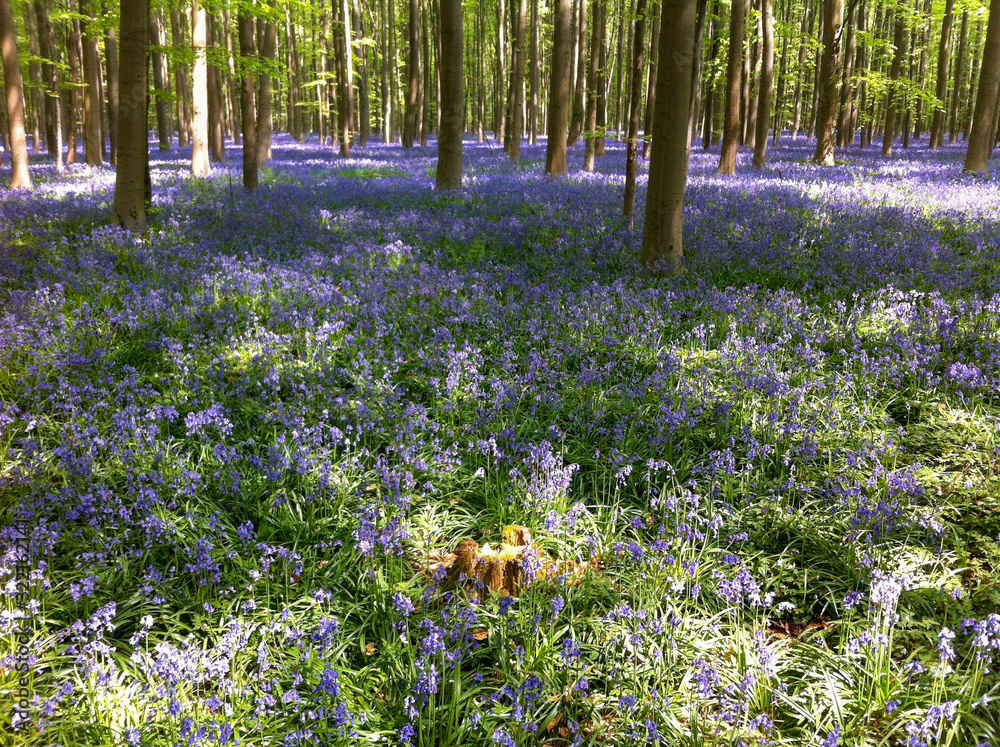 The Blue Forest. The forest with beautiful purple carpet of bluebells ...