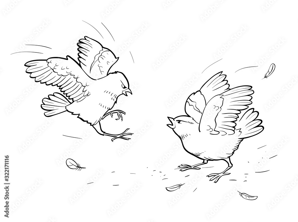 Vector illustration of two angry sparrows. Birds fight on white ...