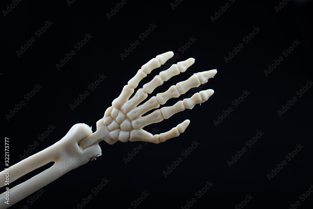 Human skeleton hand anatomy model. Medical clinic concept. Stock Photo ...
