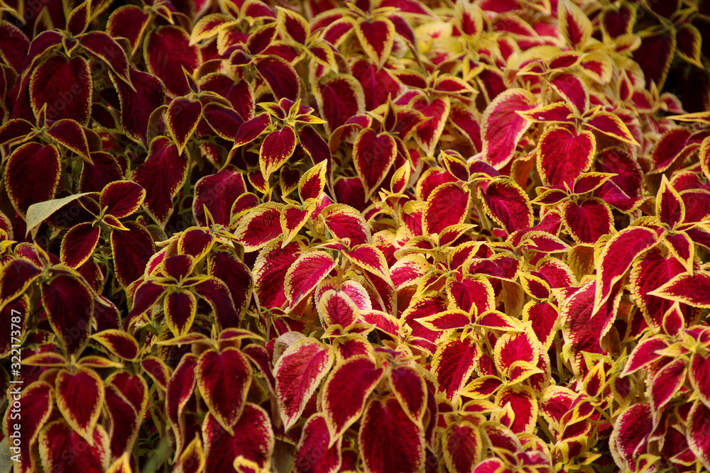 Fondo de pantalla de flores rojas Stock Photo | Adobe Stock