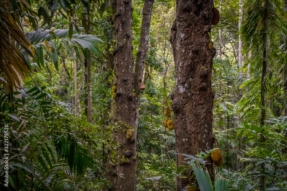 Old ancient old trees with giant fruits in the jungle, rainforest ...