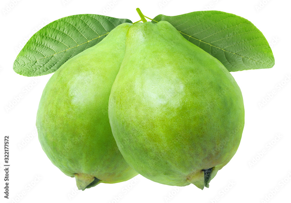 Isolated guava fruits. Two green guavas on a tree branch isolated on ...
