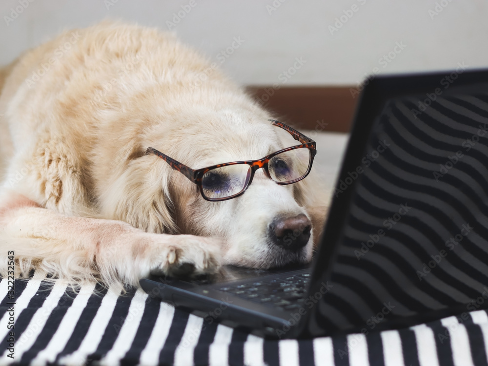 Dog On Computer Glasses
